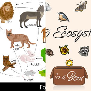 Free Homework Prep: "Ecosystem in a Box" Energy in Ecosystem Food Webs ...