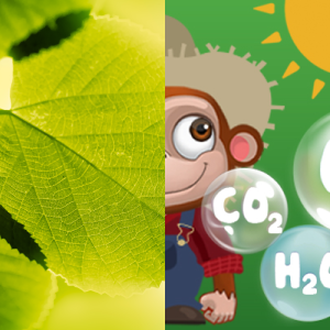 Free Educational Games: Photosynthesis - Free Games and Assessments ...