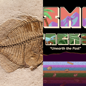 Teaching Plan: Fossil Record MS-ESS1.C-1a - Free Games and Assessments ...