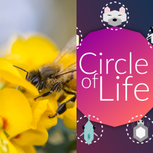 Teaching Plan: Life Cycles of Plants and Animals 3.LS.3 - Free Games ...