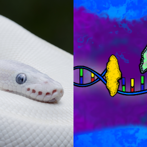 Teaching Plan: Creating Gene Mutations - Free Games and Assessments ...