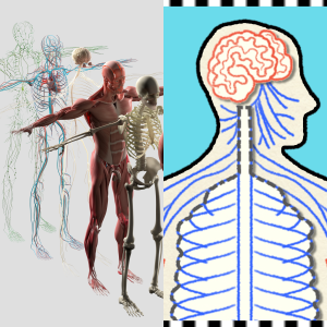 Practice: Nervous System LofL Interactive - Free Games and Assessments ...