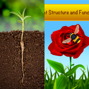 Student Lesson: Plant Structure and Function ES-LS1.A-1a - Free Games ...