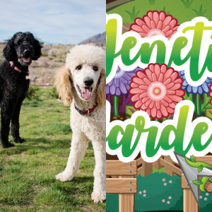 Free Lesson: Variation of Inherited Traits MS-LS3.A-2 - Free Games and ...