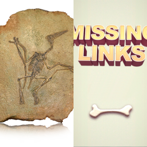 Student Lesson: Reconstructing Evolutionary History Using Fossils MS ...