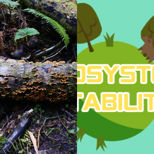 Practice: Cycles of Matter and Energy Transfer in Ecosystems 4.LS2.2 ...