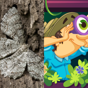 For Class: Adaptation 4.10a - Free Games and Assessments - Legends of ...