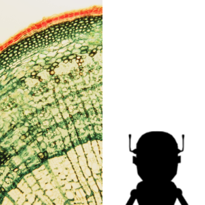 Student Lesson: Plant vs. Animal Cells S5L3.c - Free Games and ...