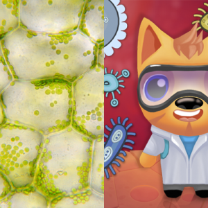 Practice: Levels of Organization: Cells to Organisms 7.12C - Free Games ...