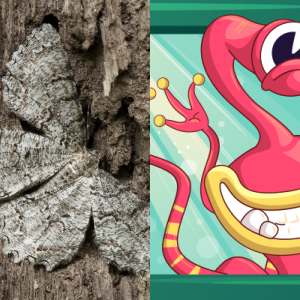 Practice: Adaptation 3.LS4.2 - Free Games and Assessments - Legends of ...