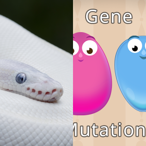Practice: Gene Mutations MS-LS3.B-2 - Free Games and Assessments ...