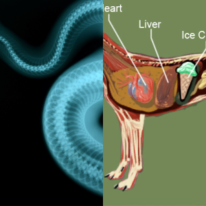 Lesson: Animal Structure and Function ES-LS1.A-1b - Free Games and ...