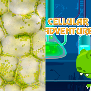 Worksheet: Parts of the Cell - Plants vs. Animals MS-LS1.A-2b - Free ...