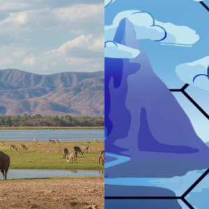 Student Lesson: Impact of Organisms on the Hydrologic Cycle 6.ESS2.4 ...