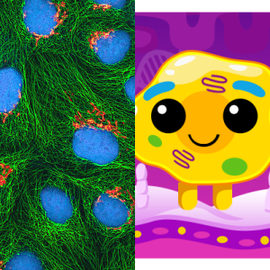 Worksheet: Cell organelles MYP2 - Free Educational Games - Legends of ...
