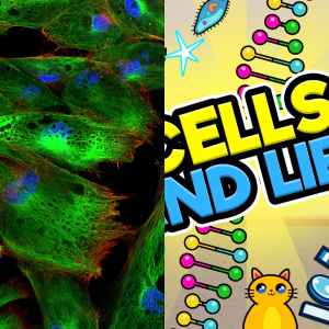 Free Lesson: Cells and Life MS-LS1.A-1 - Free Games and Assessments ...