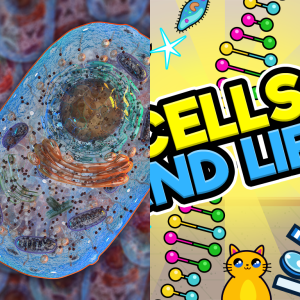 Lesson: Prokaryotic and Eukaryotic Cells 6.12B - Free Games and ...