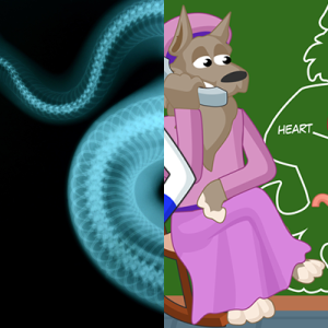 Teaching Plan: Animal Structure and Function ES-LS1.A-1b - Free ...