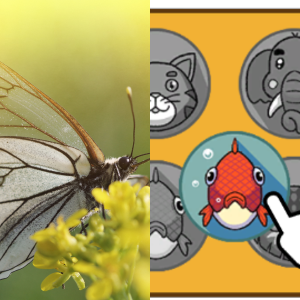Practice: Structures of Plants vs Animals SC.5.L.14.2 - Free Games and ...