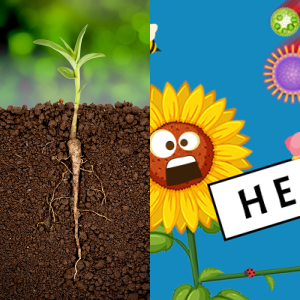 For Class: Plant Structure and Function ES-LS1.A-1a - Free Educational ...