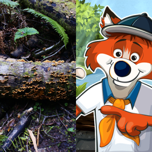 Student Lesson: Cycles of Matter and Energy Transfer in Ecosystems ES ...