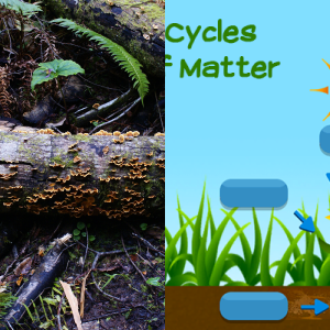 Free Educational Games: Cycles of Matter and Energy Transfer in ...