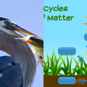 Teaching Plan: Flow of Energy in the Food Chain SC.4.L.17.3 - Free ...