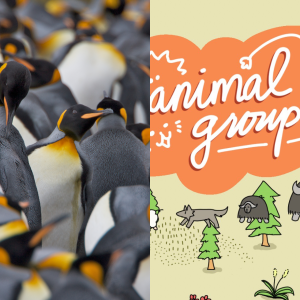 Student Lesson: Social Interactions and Group Behavior ES-LS2.D-1 ...