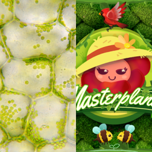 Free Educational Games: Parts of the Cell - Plants vs Animals MS.LS1A.b ...