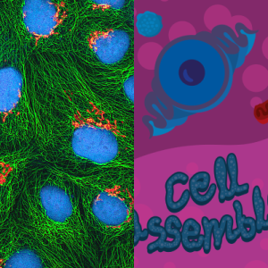 Free Educational Games: Cell Comparison Across Kingdoms 7.LS1.3 - Free ...