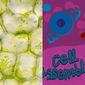 For Class: Parts of the Cell - Plants vs. Animals MS-LS1.A-2b - Free ...
