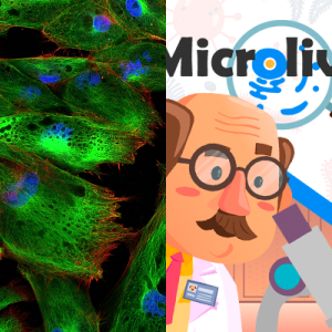 Free Educational Games: Cells and Life MS-LS1.A-1 - Free Games and ...