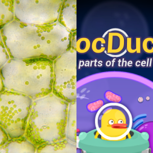 Free Lesson: Parts of the Cell - Free Games and Assessments - Legends ...