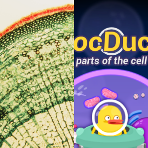 For Class: Cells and Structures of Organisms 7.L.3A - Free Games and ...