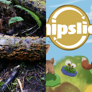 For Class: Cycles of Matter and Energy Transfer in Ecosystems ES-LS2.B ...