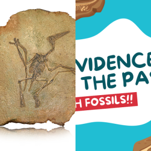 Teaching Plan: Fossil Evidence ES-LS4.A-2 - Free Games, Assessments ...