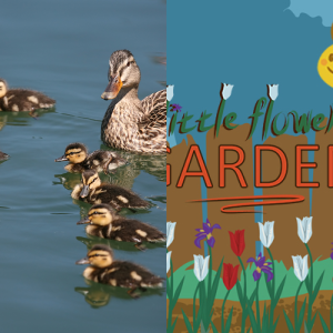 Teaching Plan: Offspring Creation in Plants and Animals 4.2c - Free ...