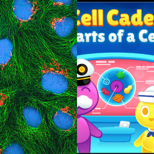 Student Lesson: Parts of the Cell - Free Games and Assessments ...