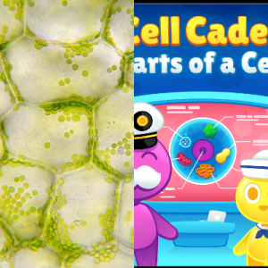 Free Lesson: Plant vs. Animal Cells SC.6.L.14.4 - Free Games and ...